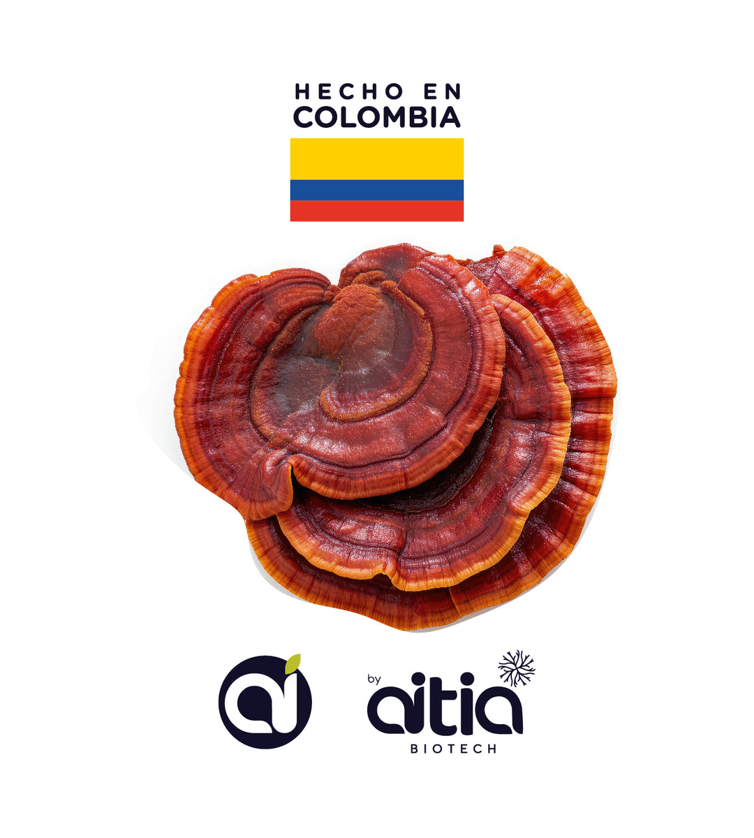 Reishi (Ganoderma lucidum) 100% Hecho en Colombia 🇨🇴 – ai_hongosco