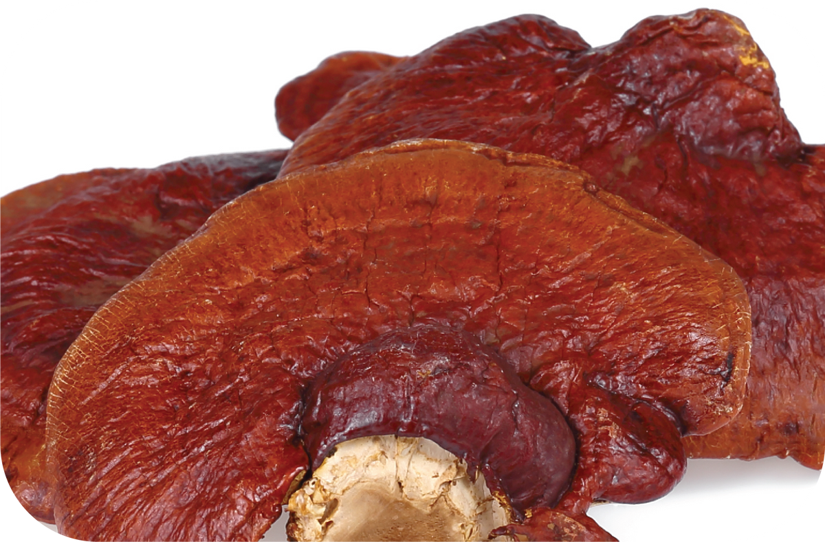 El Reishi a lo largo de la Historia: Un Tesoro Ancestral en la Humanid ...