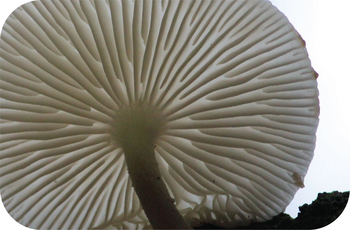 Aprende sobre el mundo de los Hongos comestibles