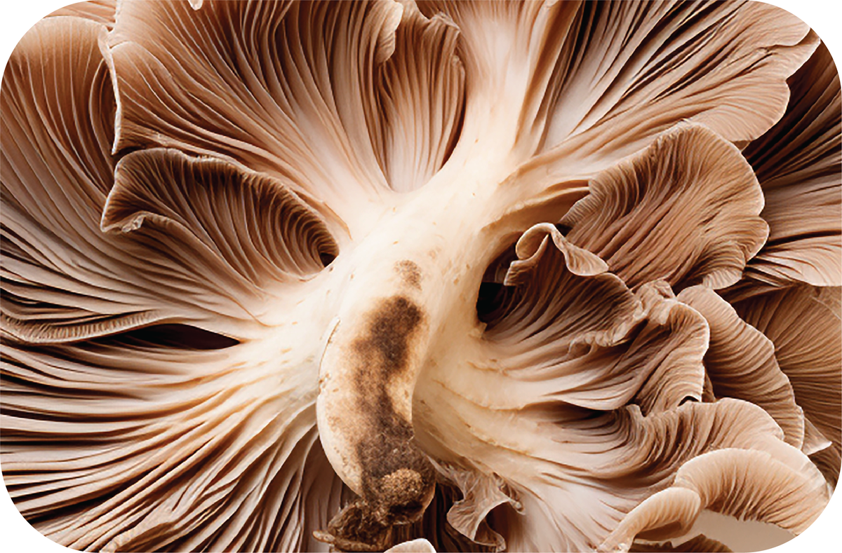 Beneficios del Hongo Maitake para la salud femenina