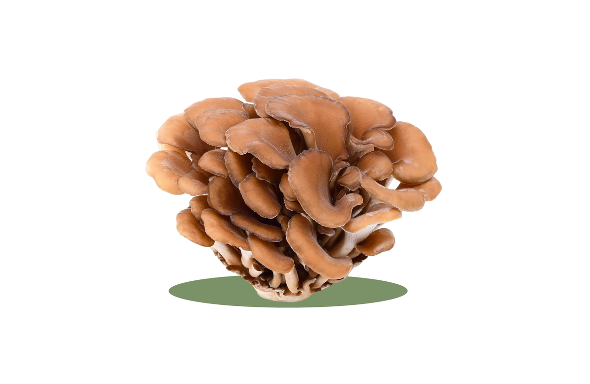 Hongo Maitake, conoce nuestros productos